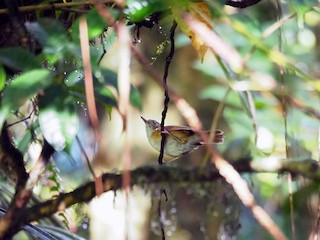 Temminck's Babbler - eBird