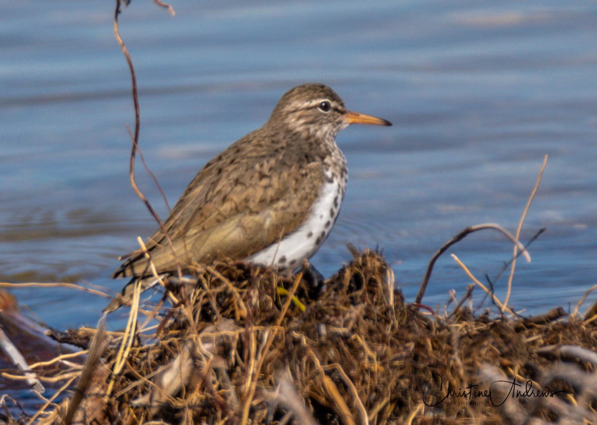 eBird Checklist - 22 May 2020 - Tawas Bay - 72 species