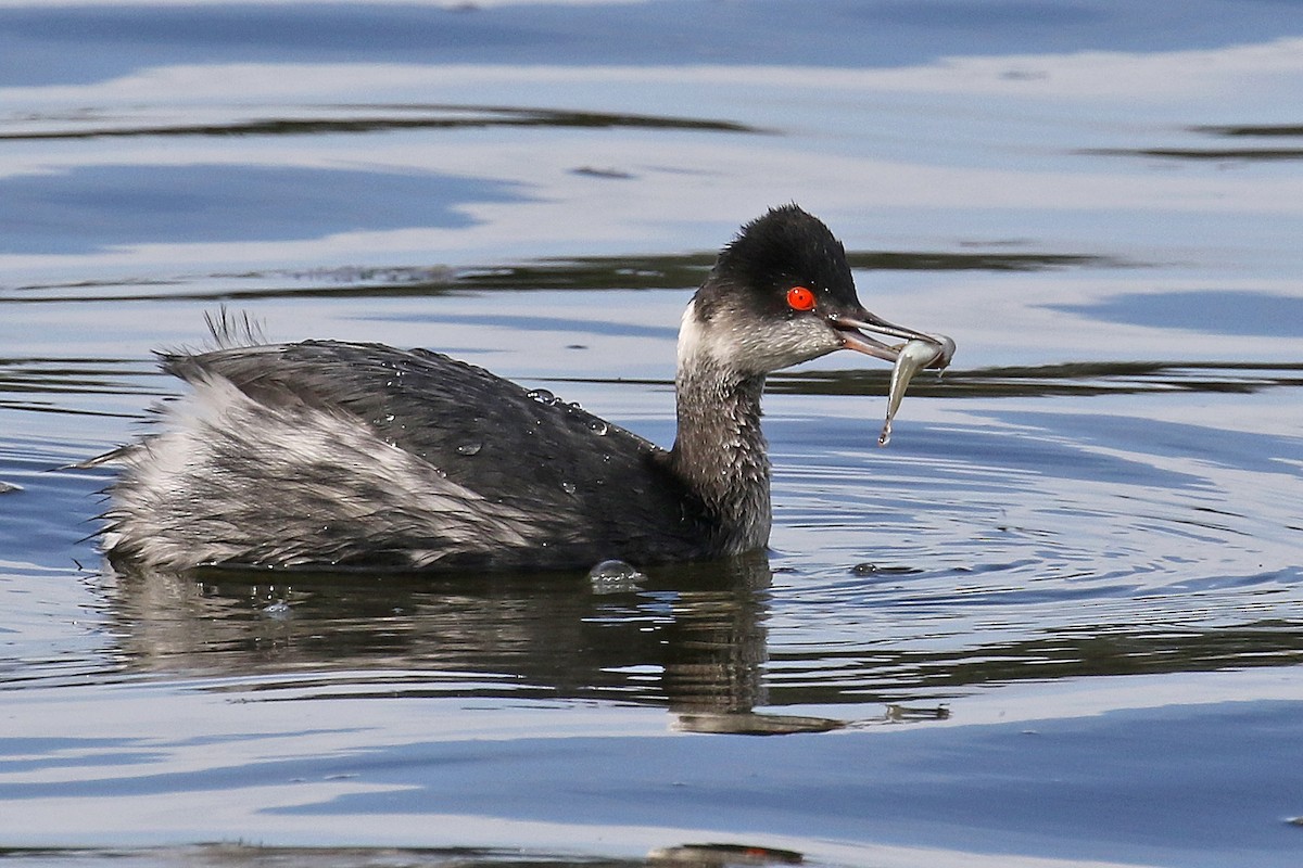 eBird Checklist - 24 Jan 2016 - Elkhorn Slough Reserve (NERR) - 33 species