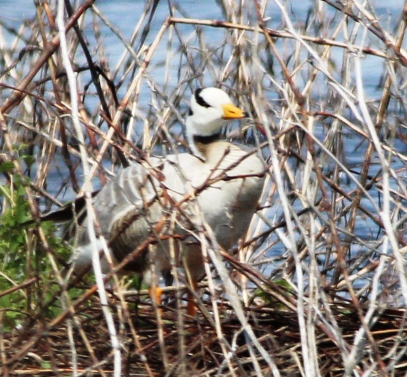 eBird Checklist - 27 May 2013 - Loess Bluffs NWR - 21 species