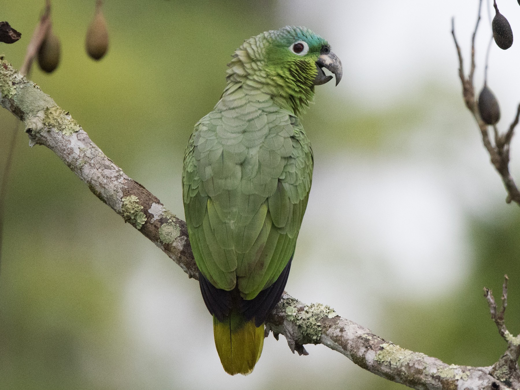Mealy Parrot - eBird