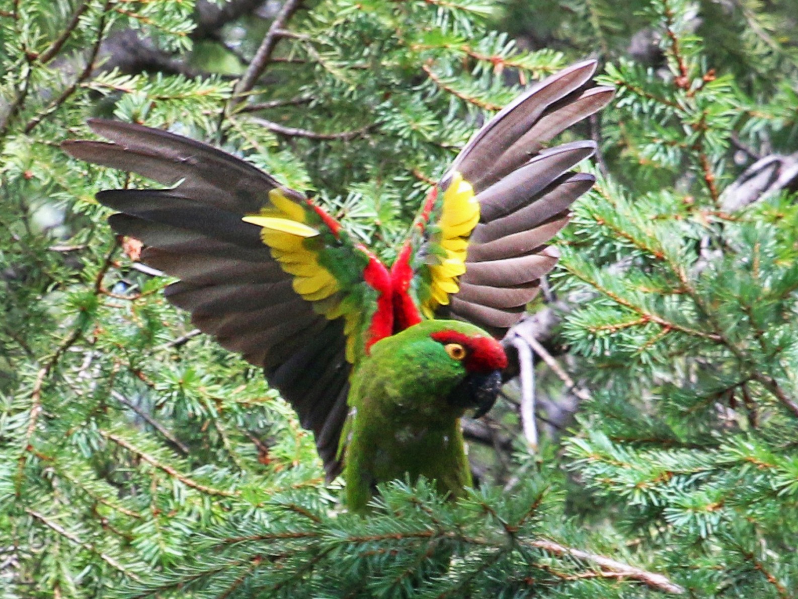 Thick-billed Parrot - eBird
