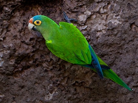 Orange Fronted Conure