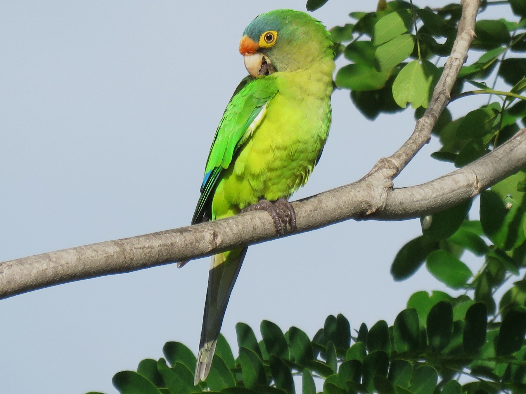 Orange-fronted Parakeet - eBird