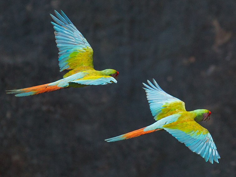 Military Macaw - eBird
