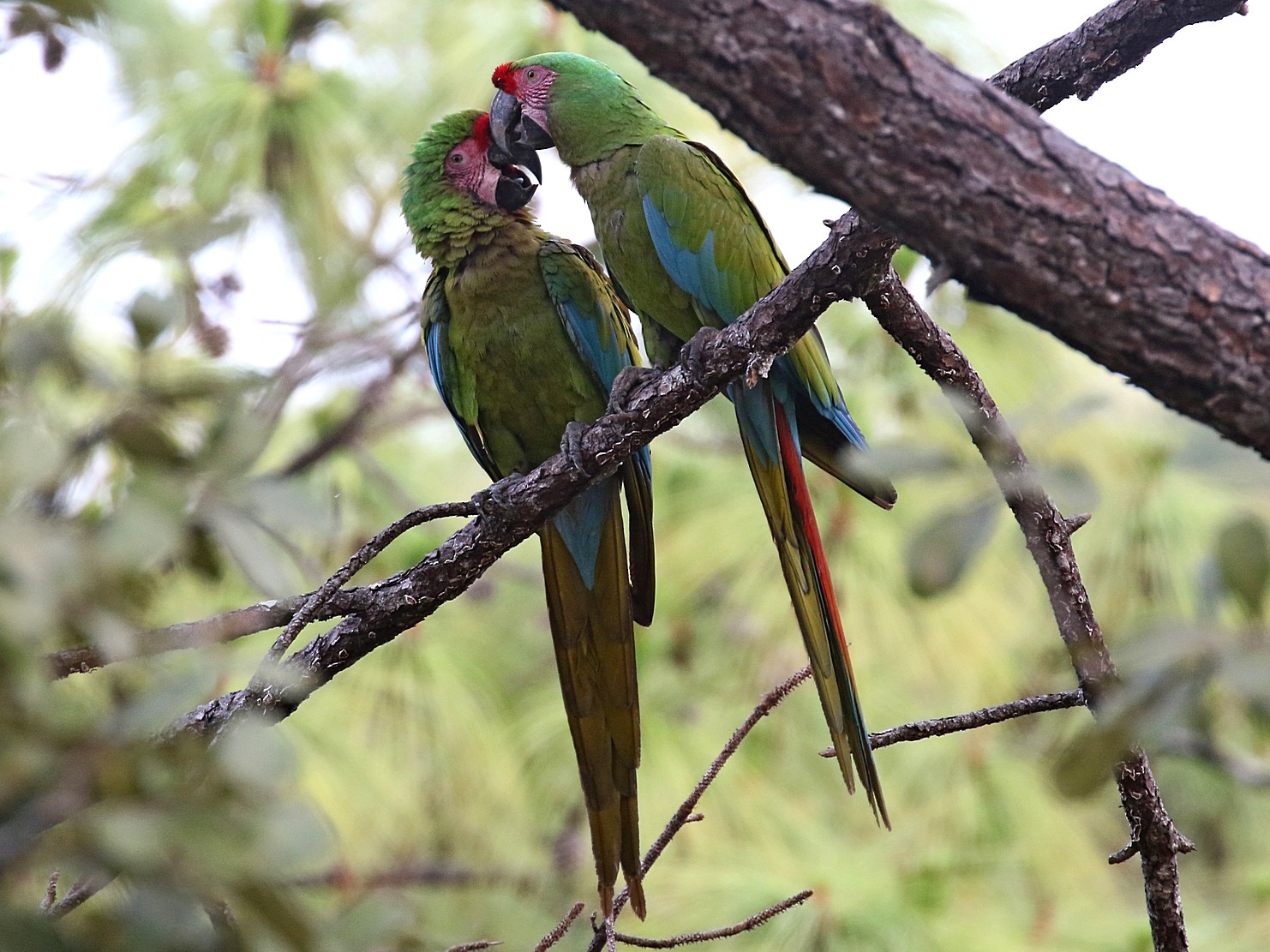Military Macaw - eBird