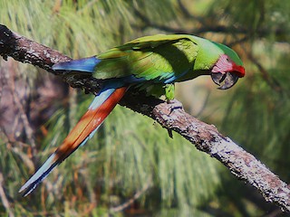 Military Macaw - eBird