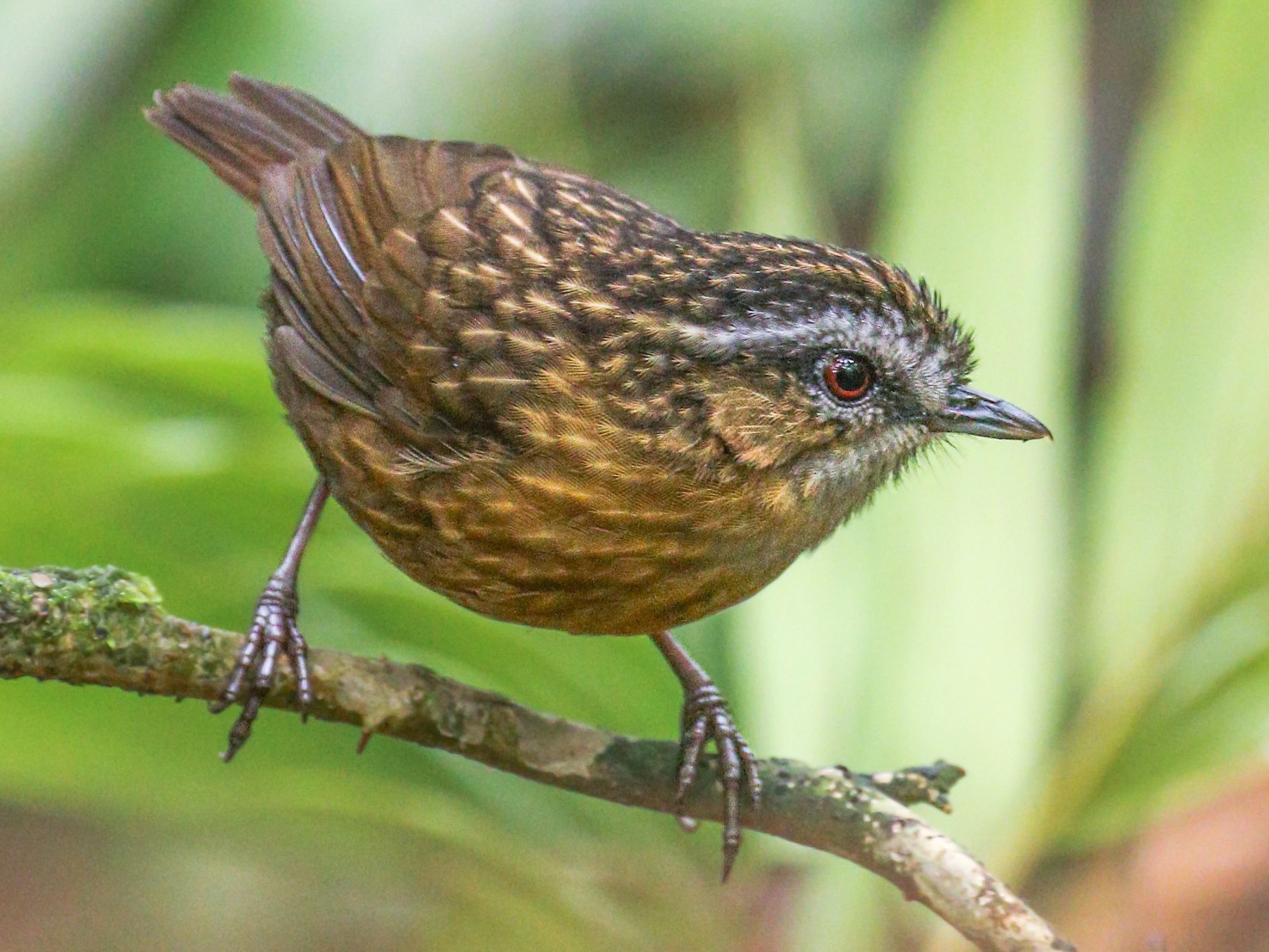 Mountain Wren-Babbler - eBird