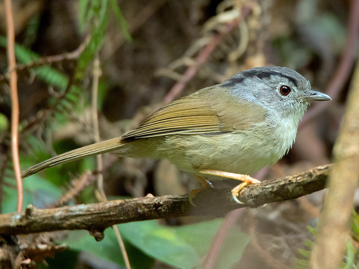 Fulveta Montana - eBird