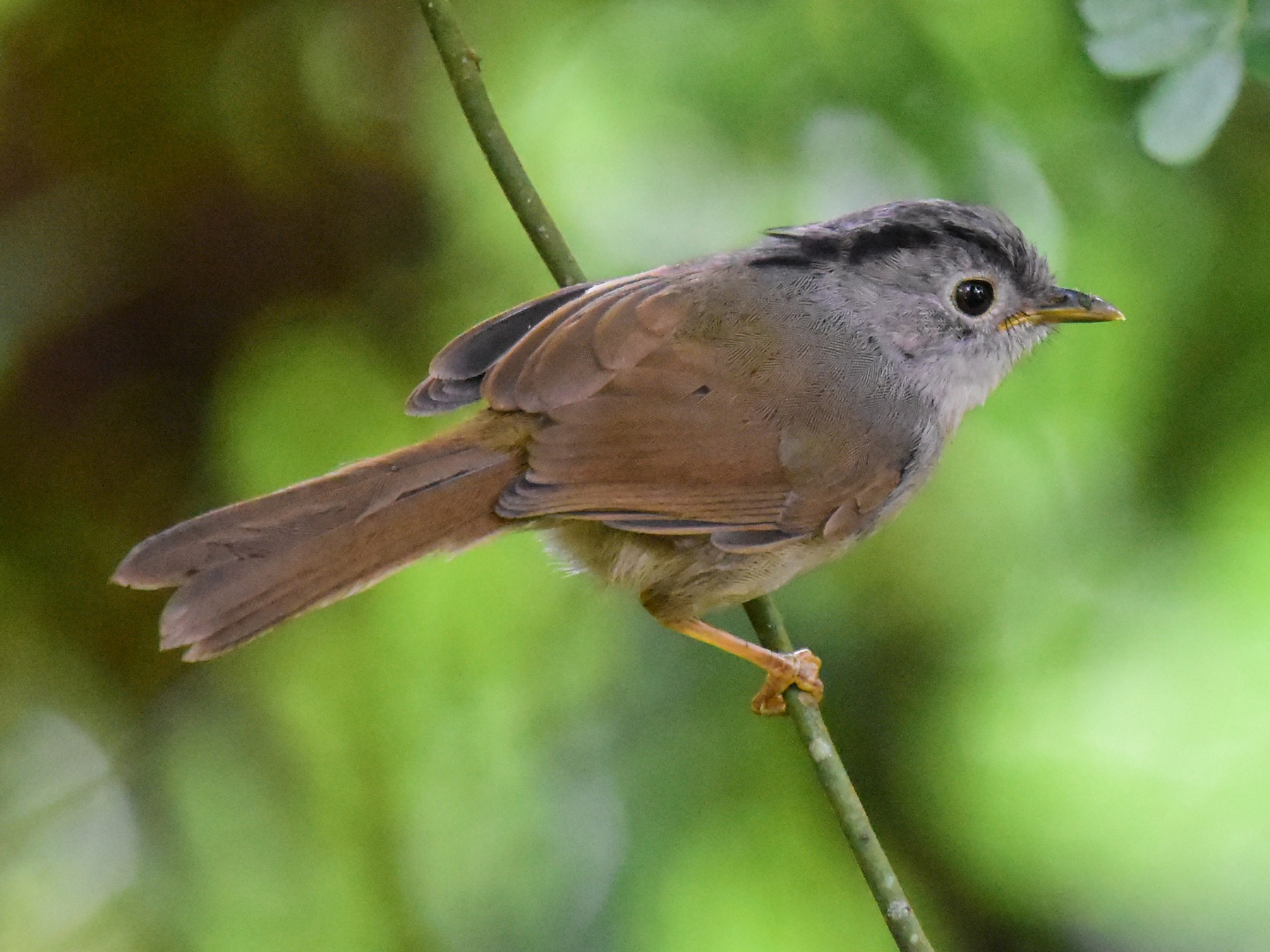 Fulveta Montana - eBird