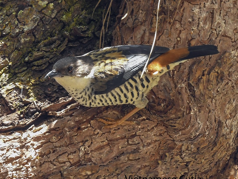 Vietnamese Cutia - eBird