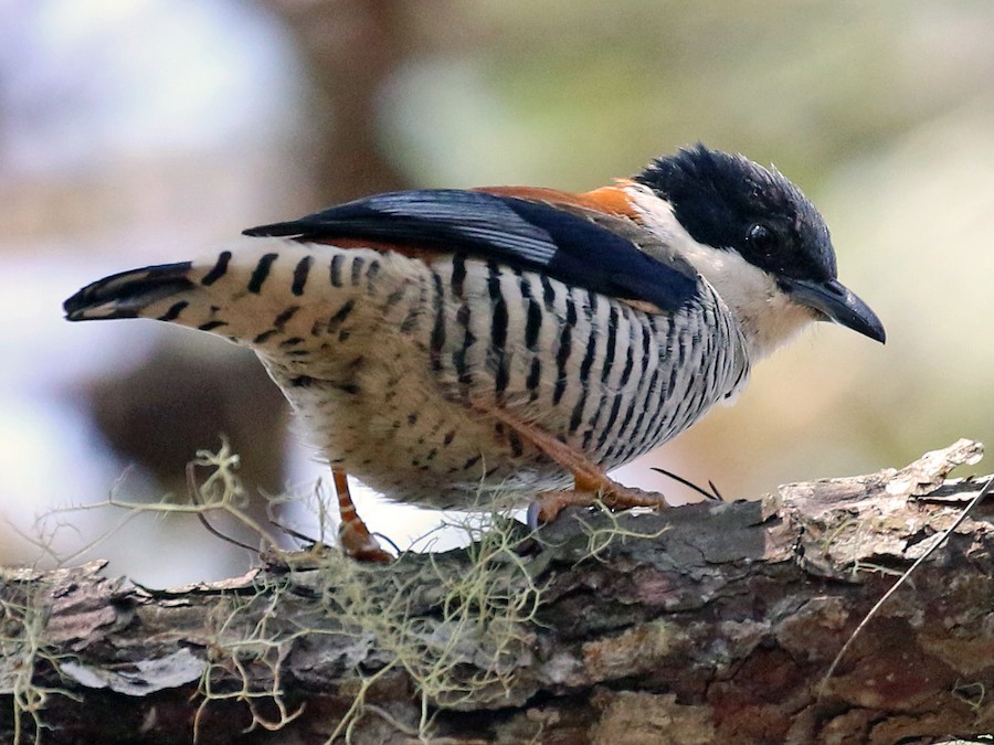 Vietnamese Cutia - eBird