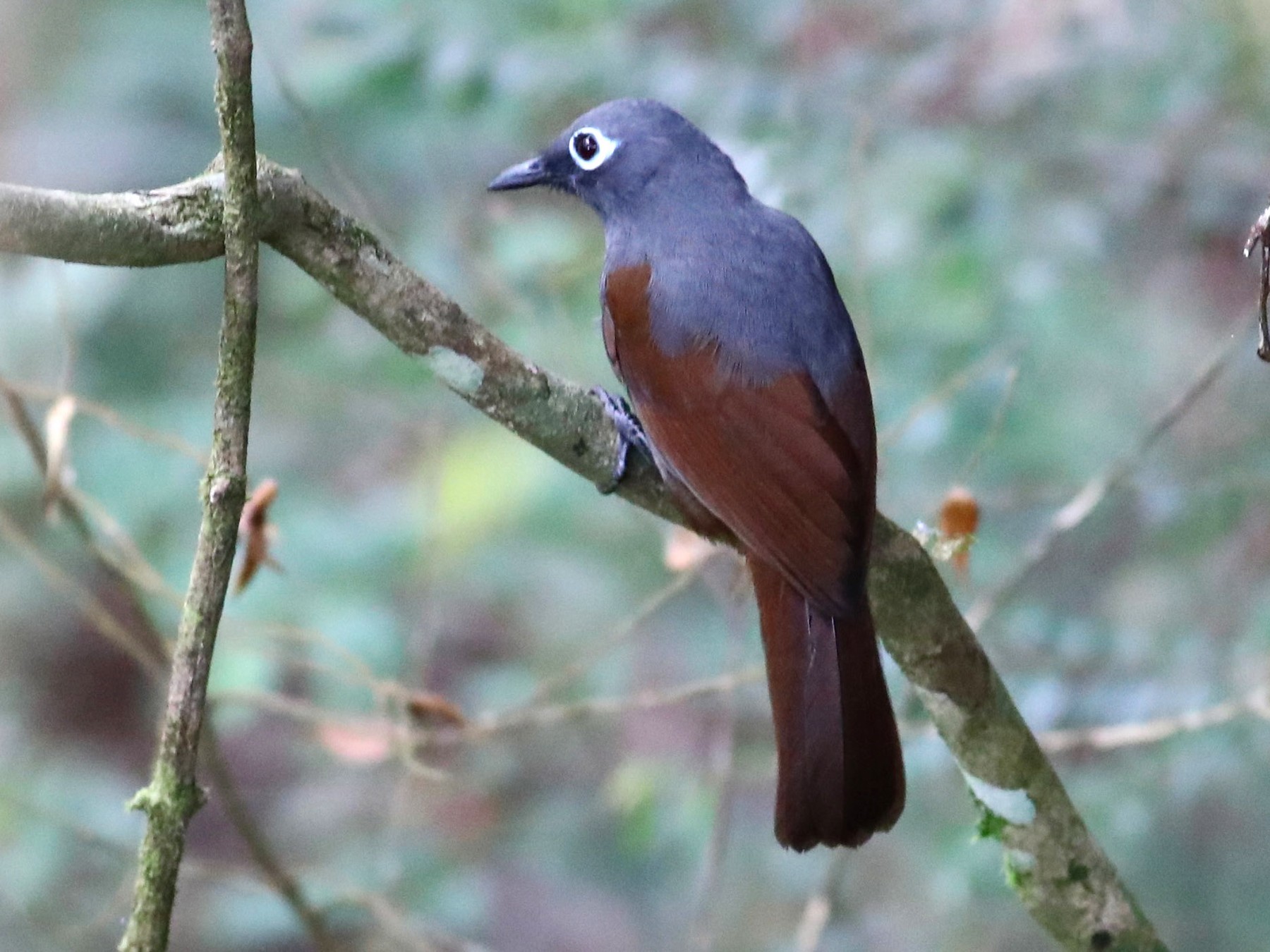 Sunda Laughingthrush - eBird