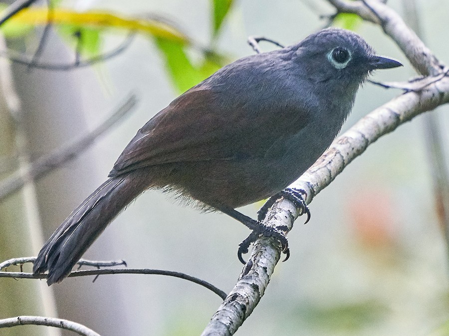Sunda Laughingthrush - eBird