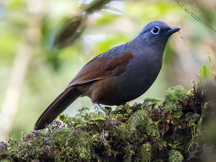 Sunda Laughingthrush - eBird
