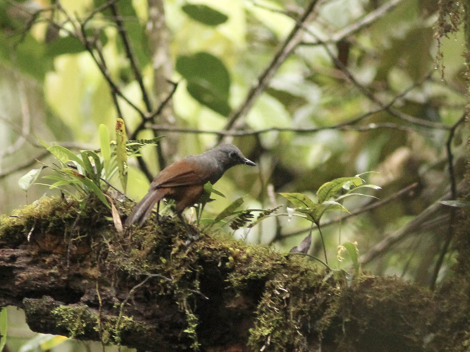 Sunda Laughingthrush - eBird