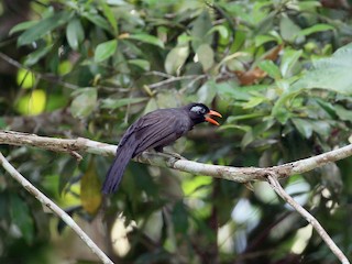 Black Laughingthrush - eBird