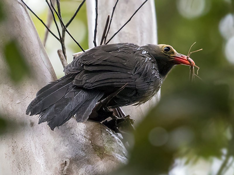 Bare-headed Laughingthrush - eBird