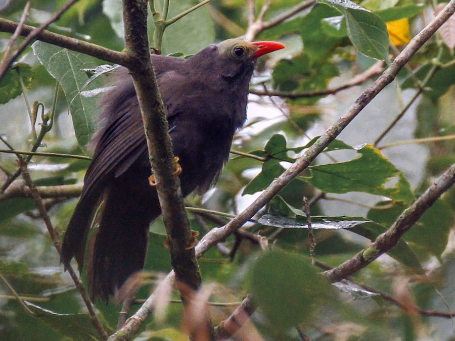 Bare-headed Laughingthrush - eBird