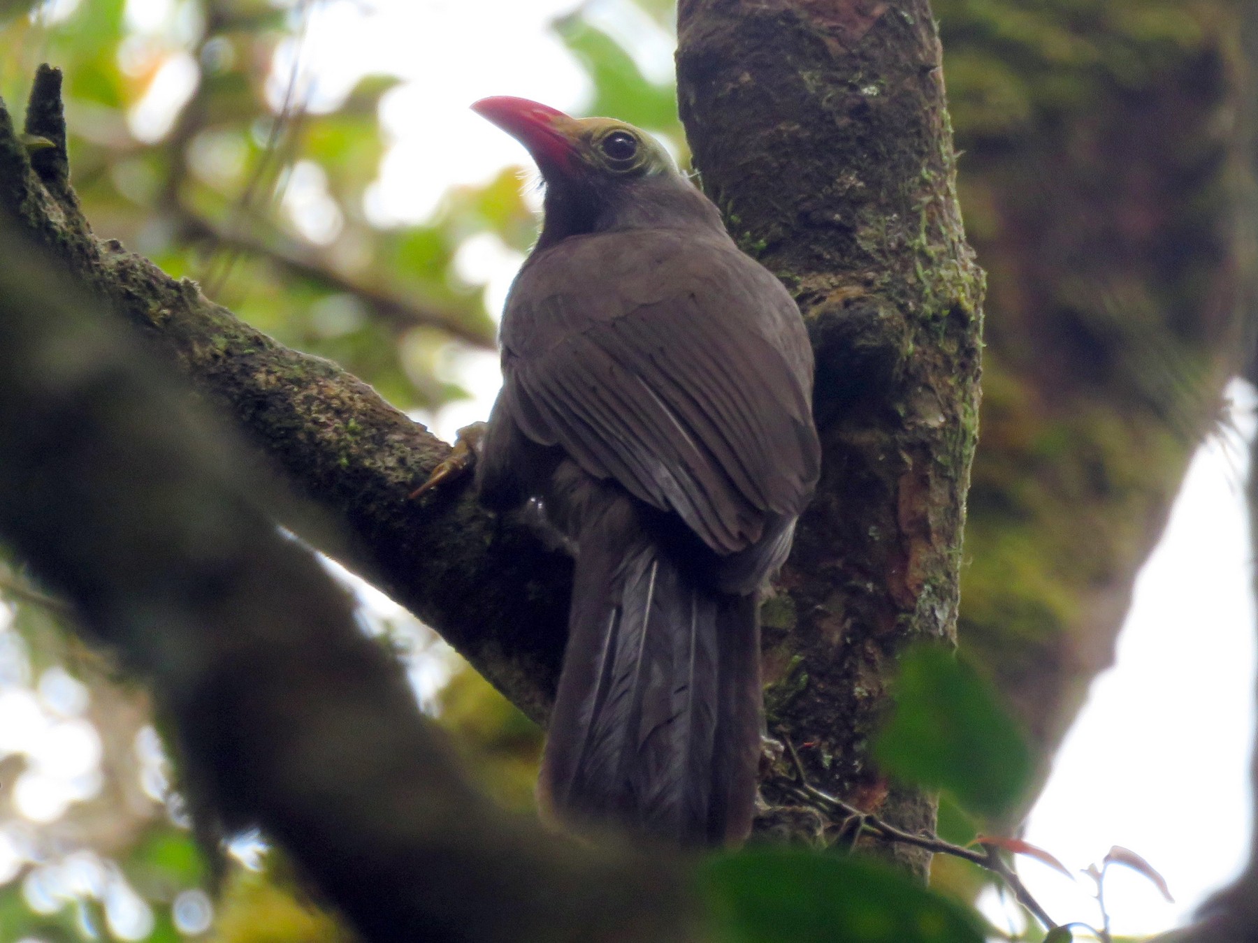 Bare-headed Laughingthrush - eBird