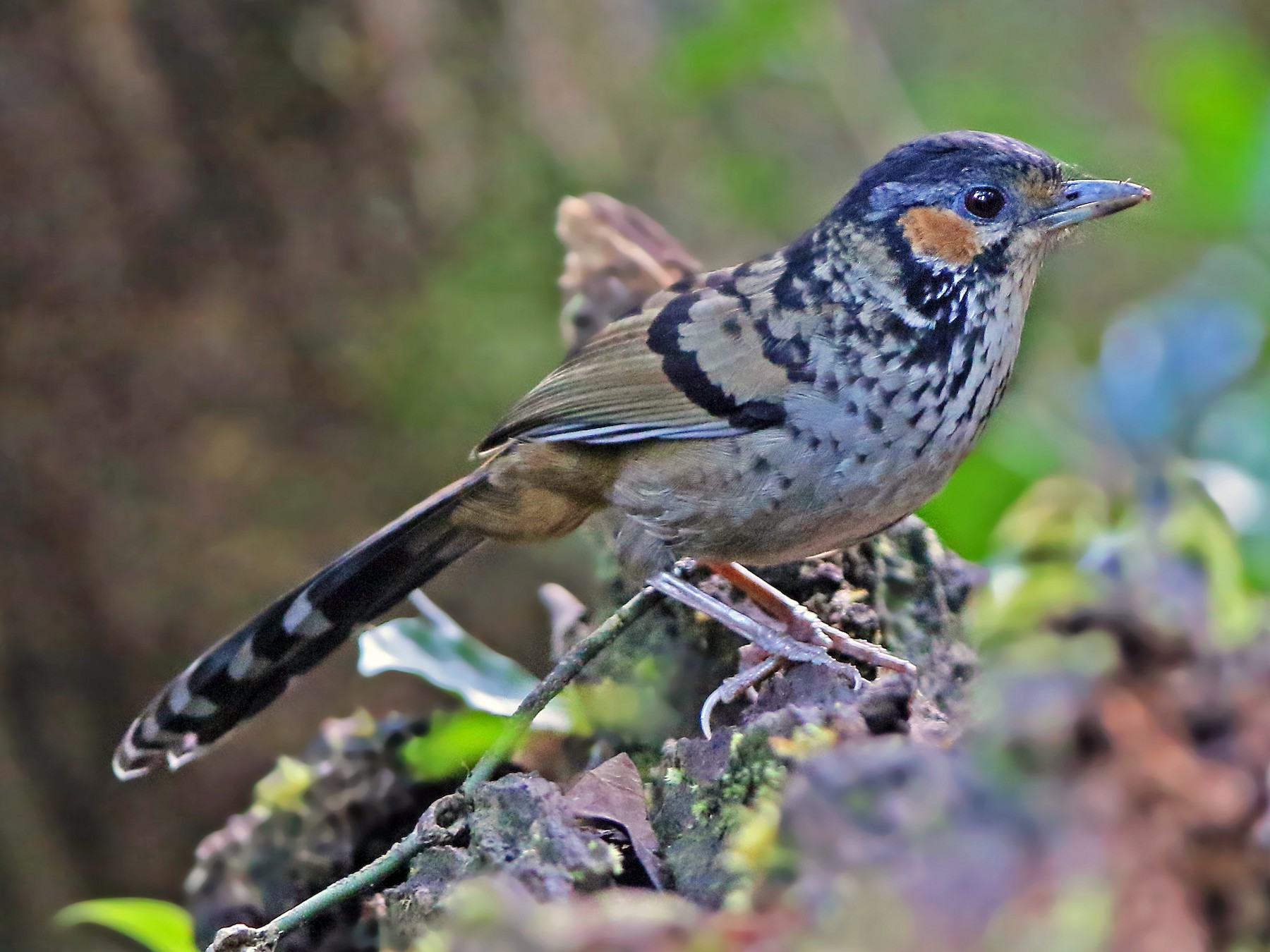 Chestnut-eared Laughingthrush - eBird