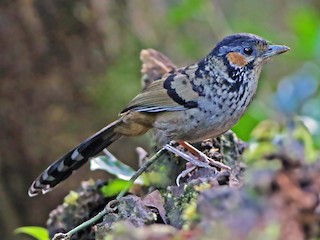 Chestnut-eared Laughingthrush - Ianthocincla konkakinhensis - Birds of ...