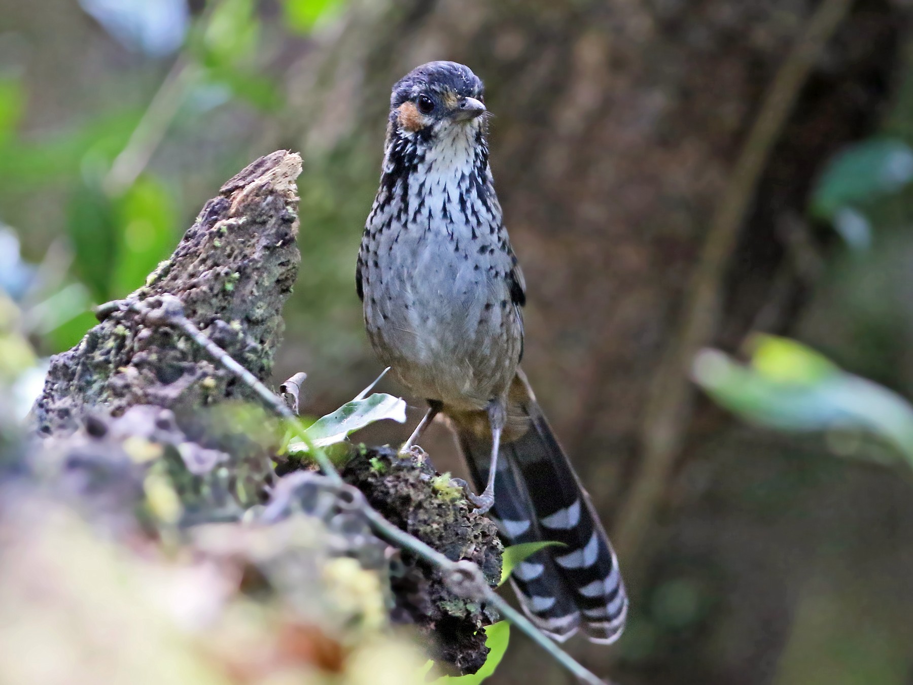 Chestnut-eared Laughingthrush - eBird