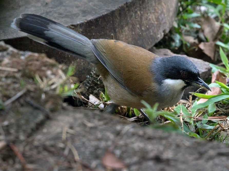 White-cheeked Laughingthrush - eBird