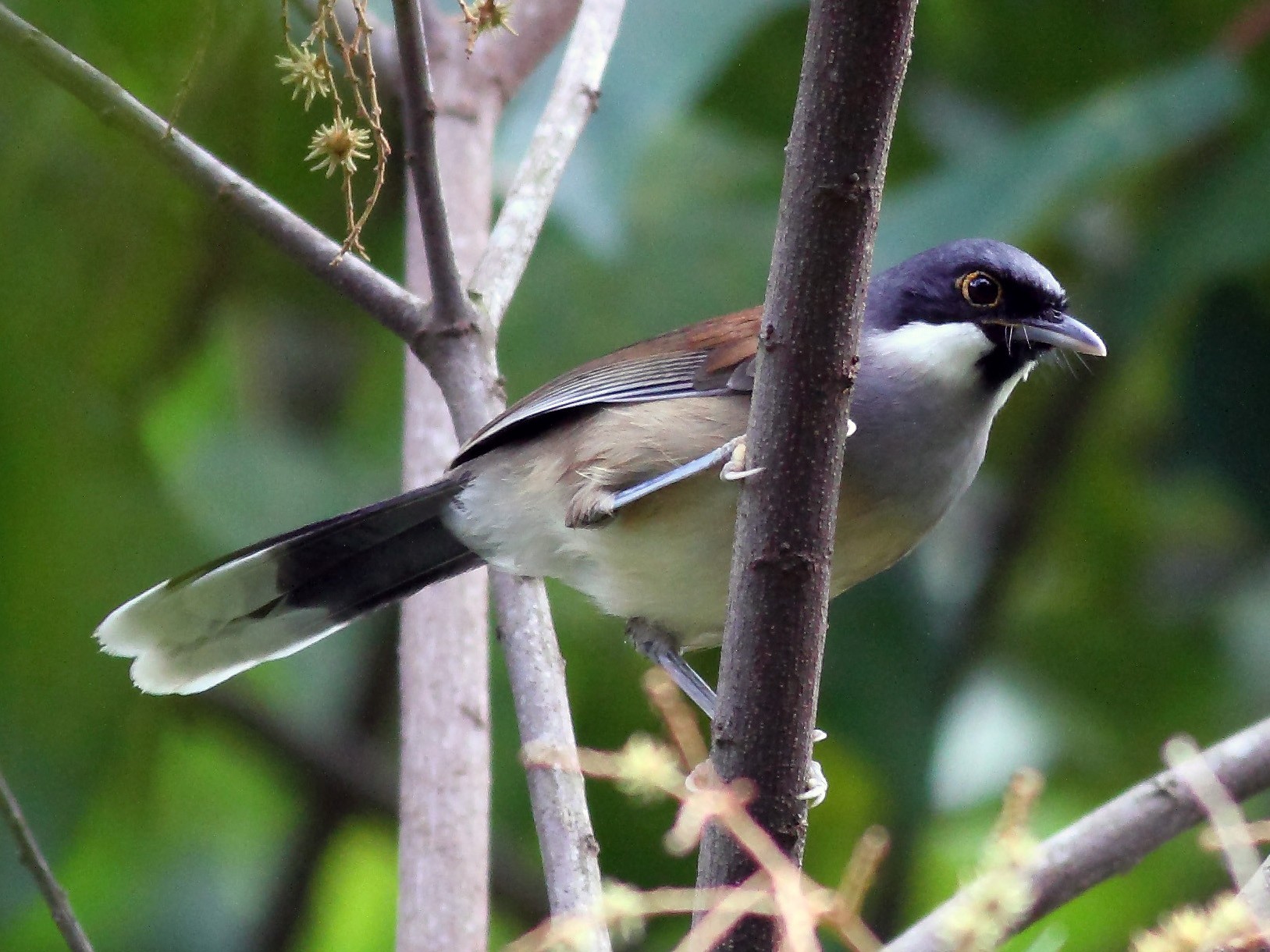 White-cheeked Laughingthrush - eBird