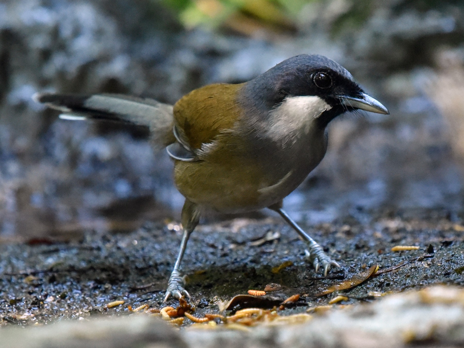 White-cheeked Laughingthrush - eBird