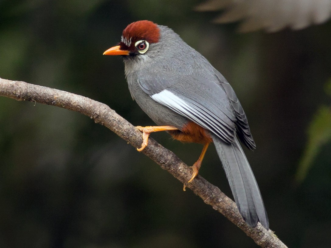 Chestnut-capped Laughingthrush - eBird