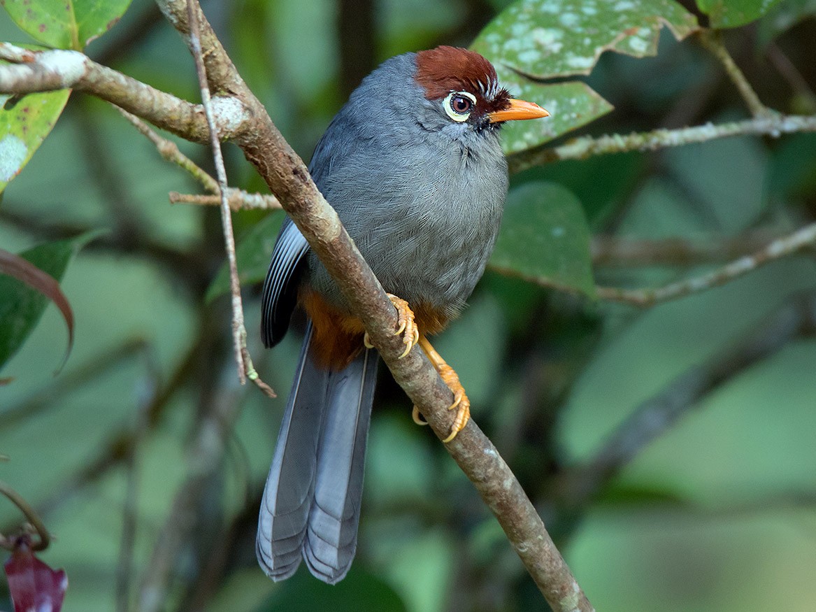 Chestnut-capped Laughingthrush - eBird