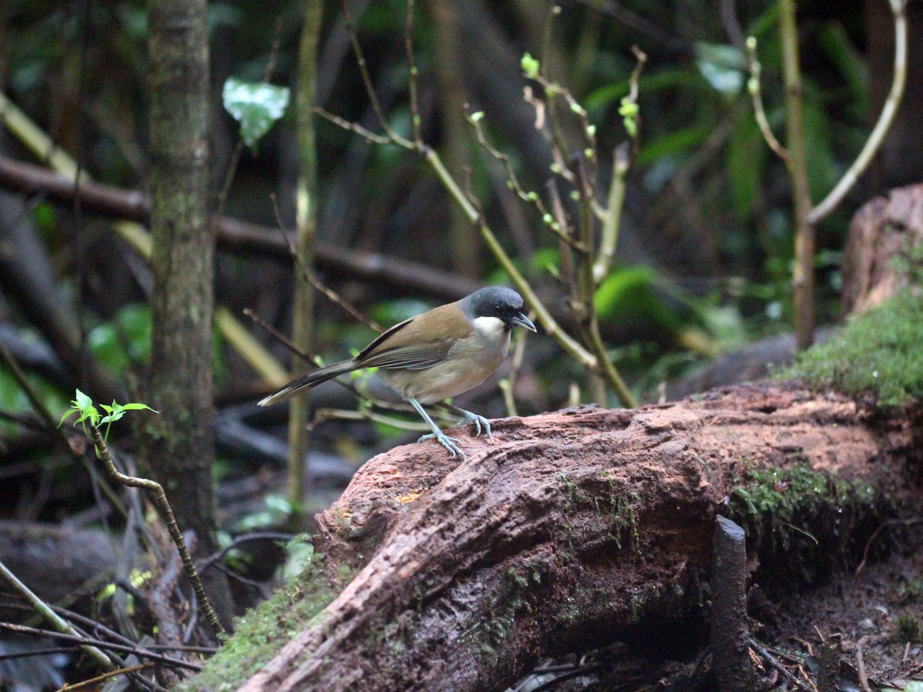 White-cheeked Laughingthrush - eBird
