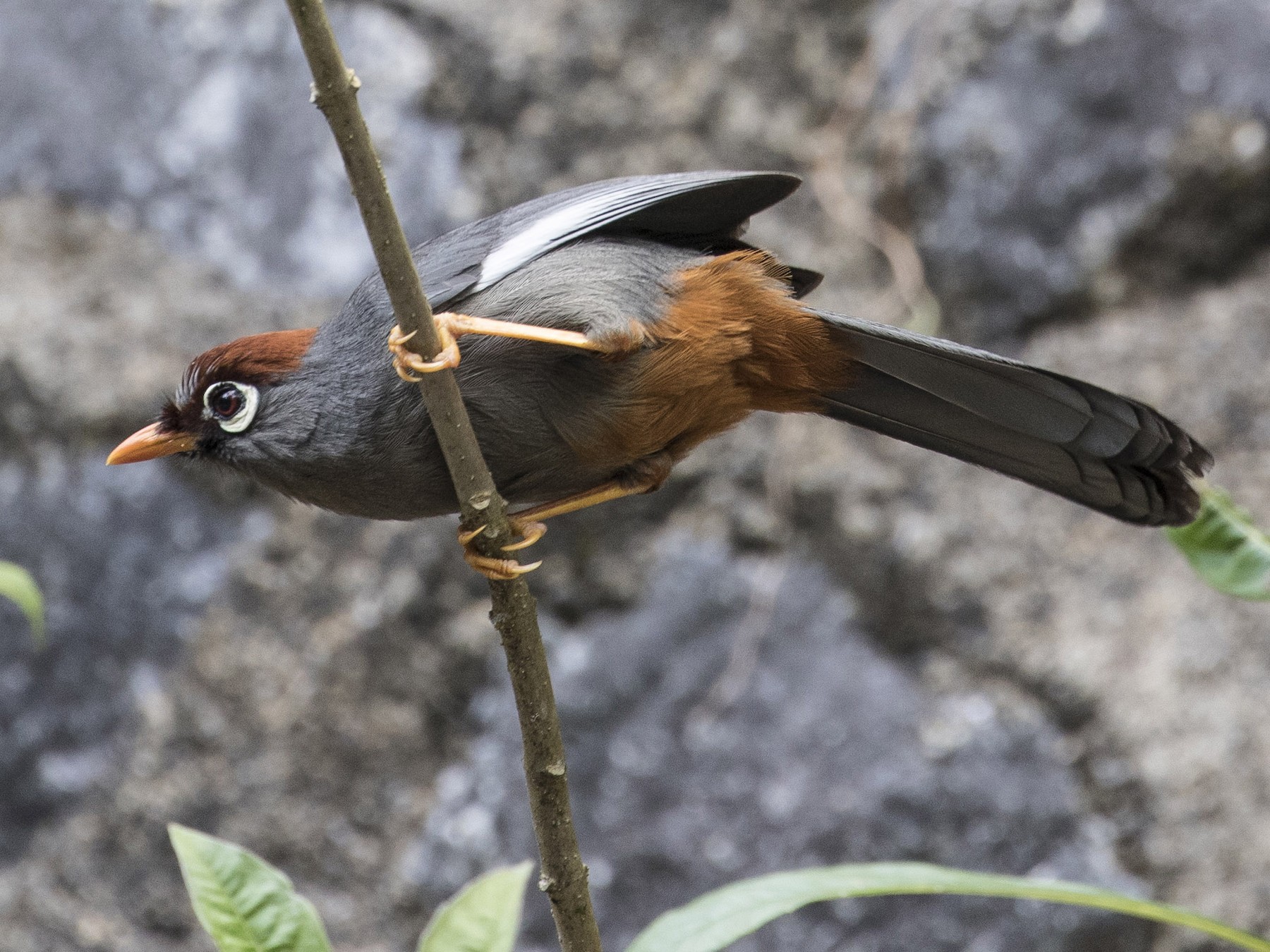 Chestnut-capped Laughingthrush - eBird