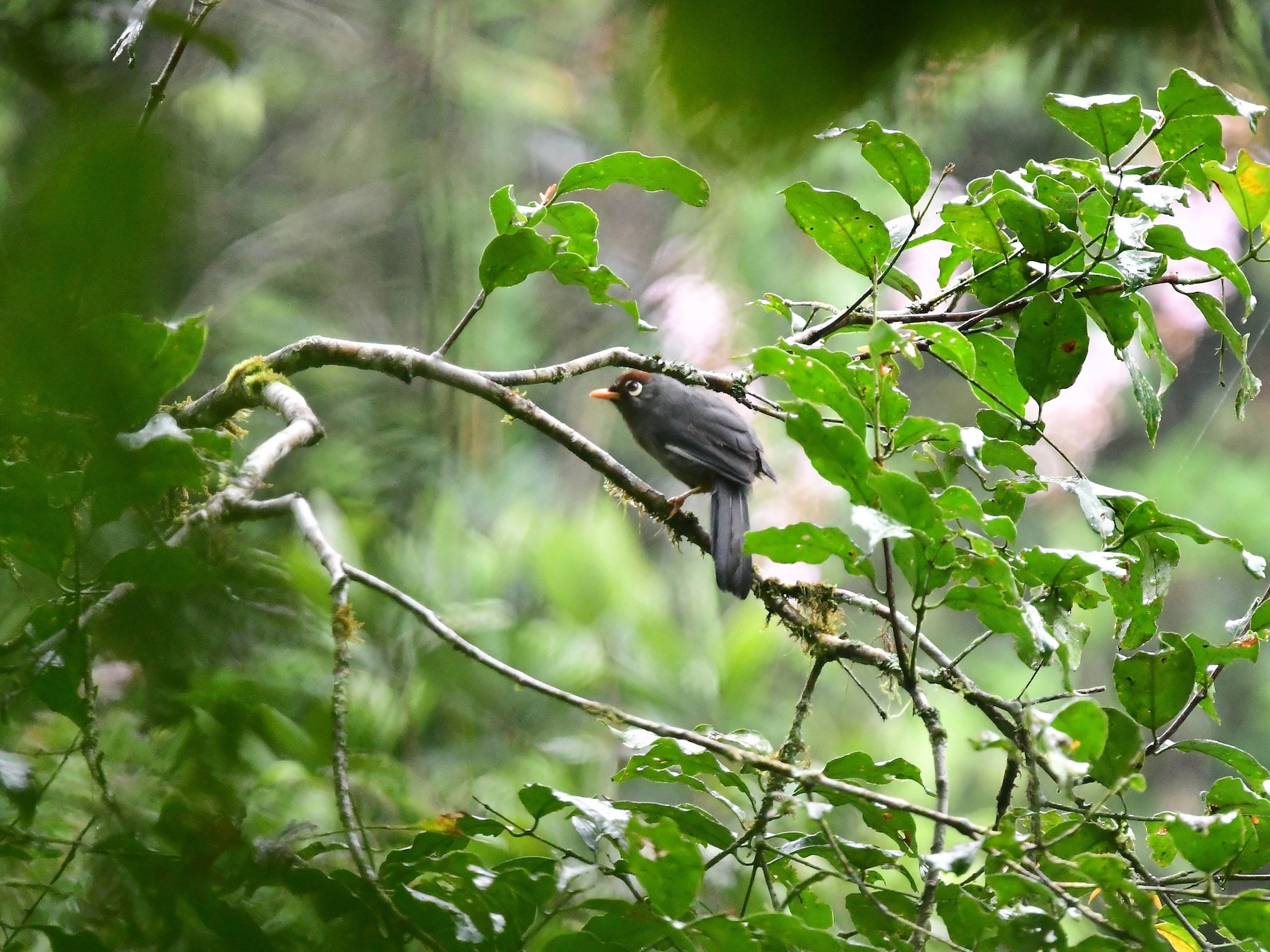 Chestnut-capped Laughingthrush - eBird