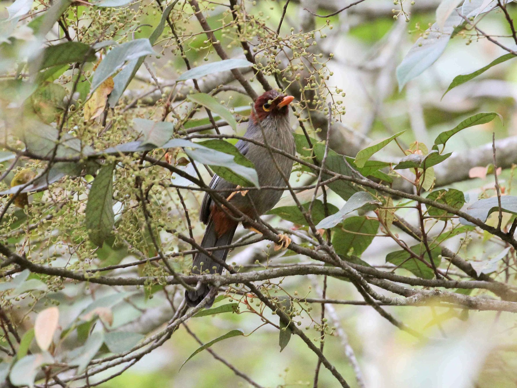 Charlatán de Treacher - eBird