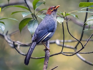 Chestnut-hooded Laughingthrush - eBird
