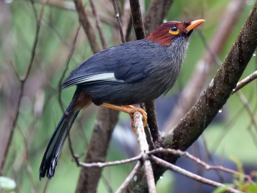 Chestnut-hooded Laughingthrush - eBird