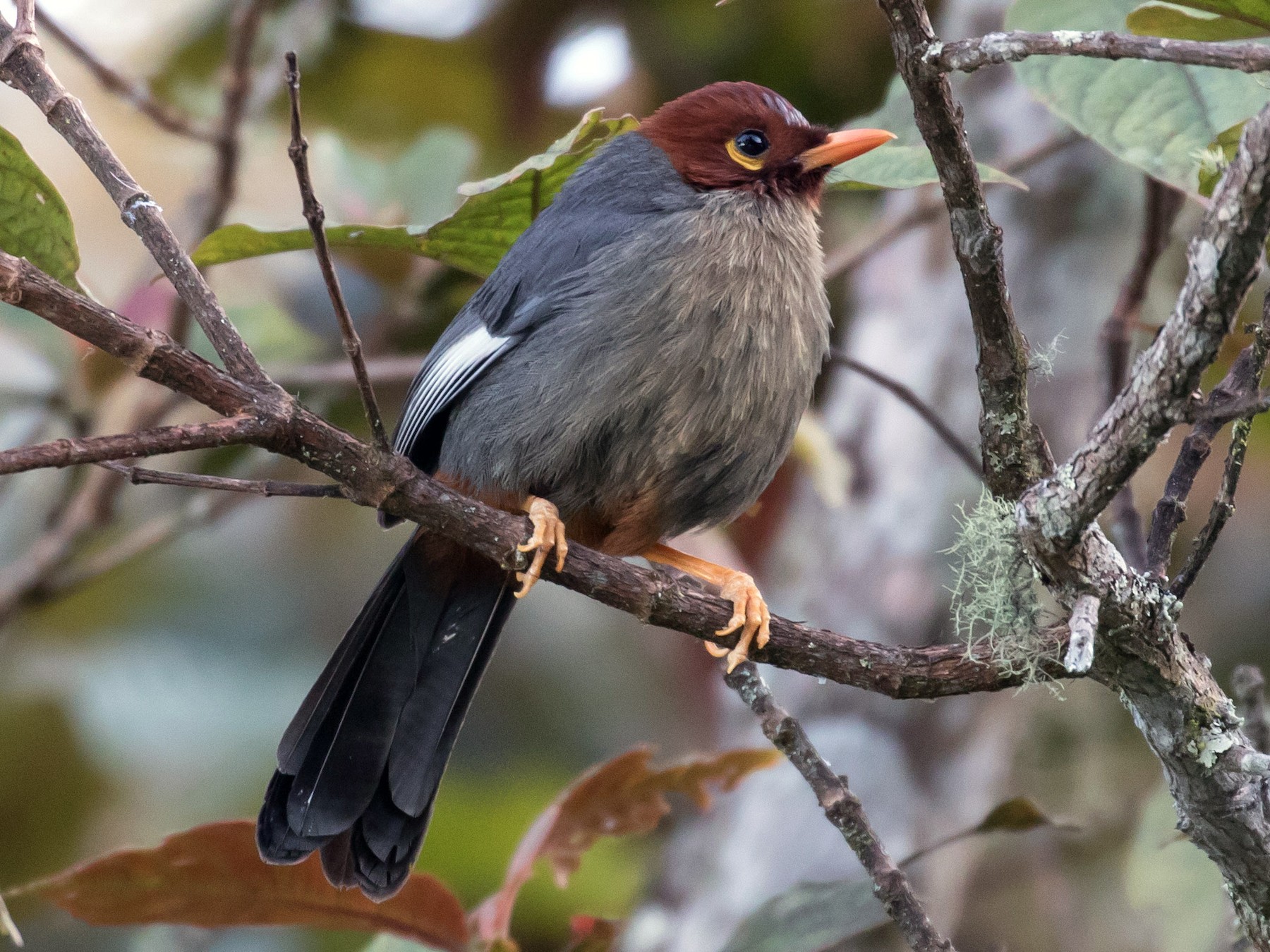 Chestnut-hooded Laughingthrush - eBird