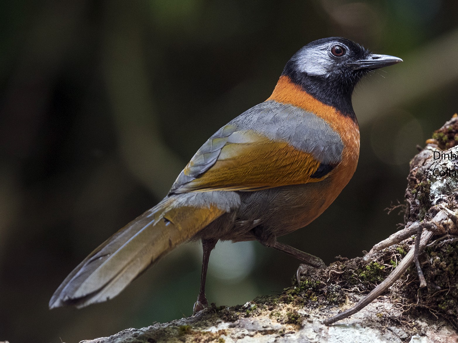Collared Laughingthrush - eBird