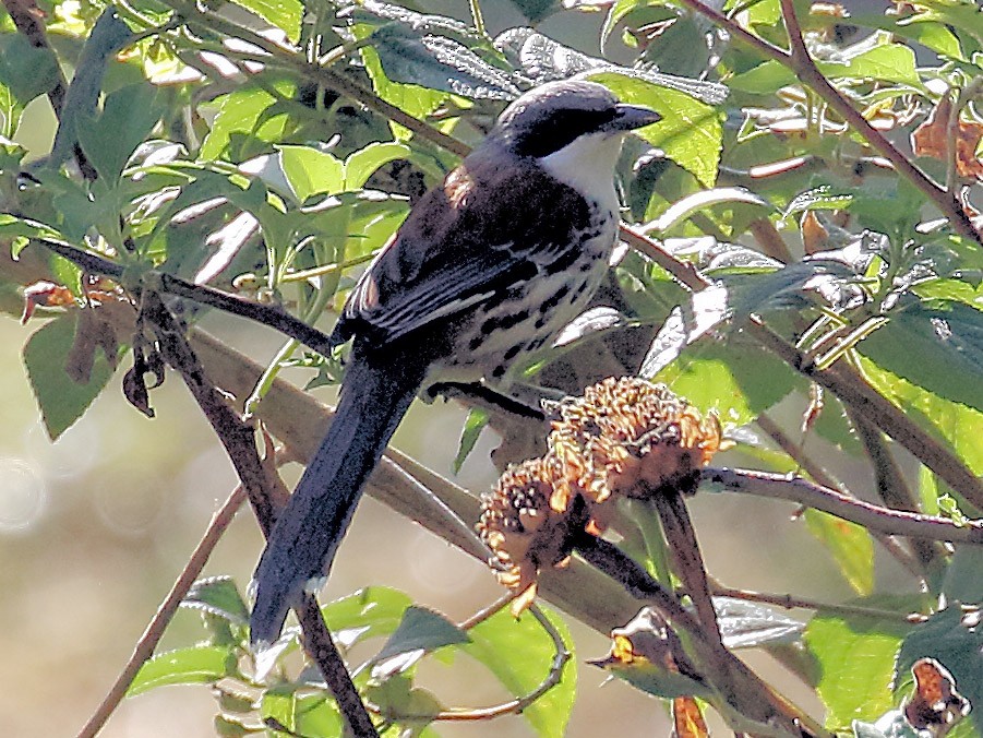 Grey-crowned Crocias - eBird