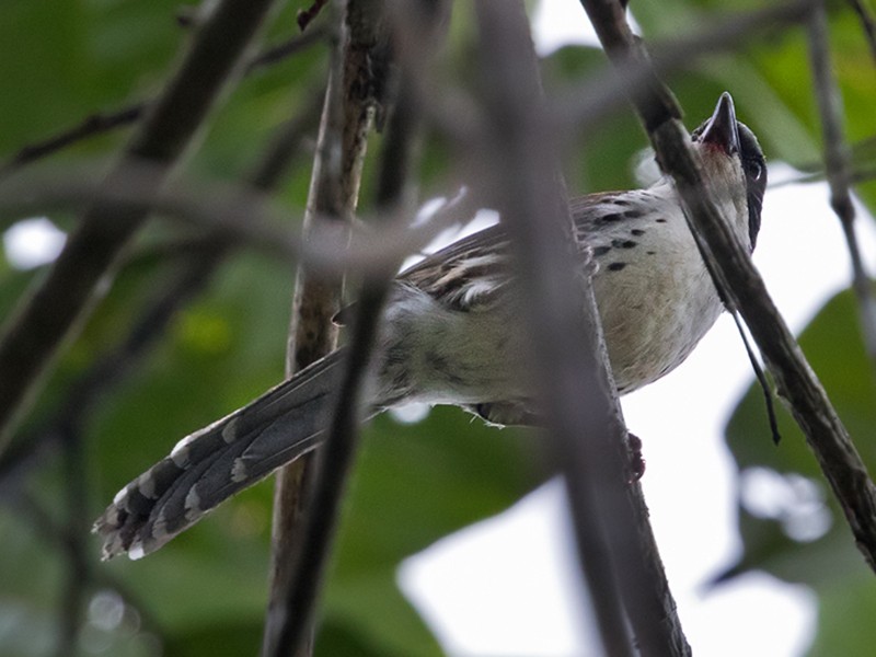 Gray-crowned Crocias - eBird
