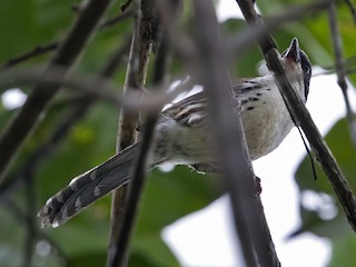 Gray-crowned Crocias - eBird