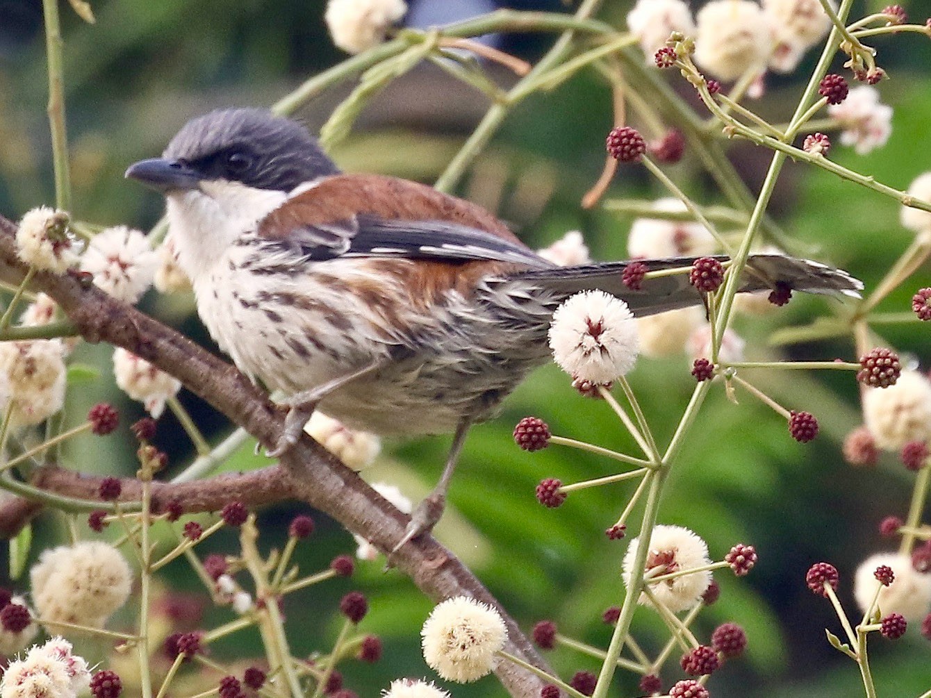 Grey-crowned Crocias - eBird