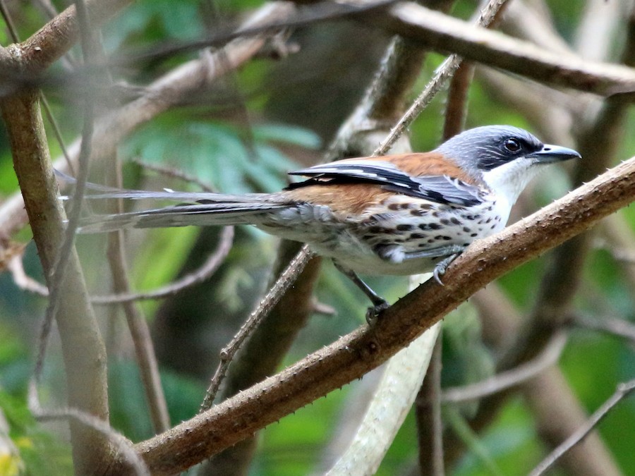 Gray-crowned Crocias - eBird