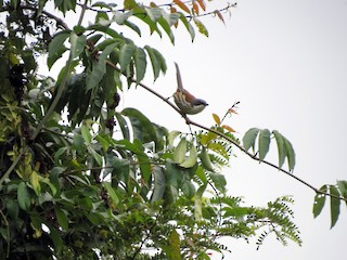 Gray-crowned Crocias - eBird