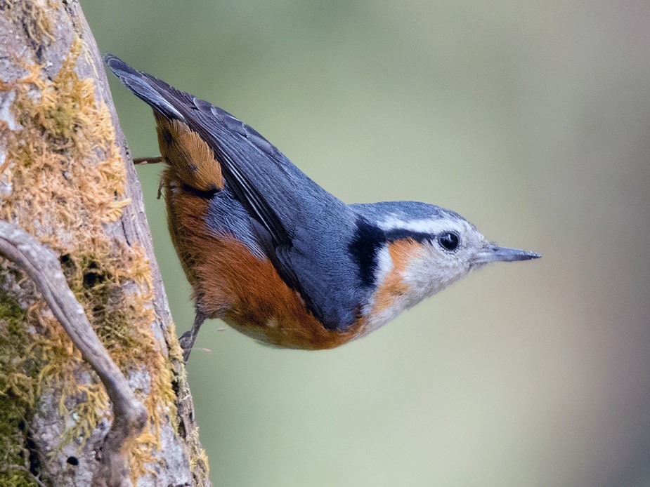 White-browed Nuthatch - eBird