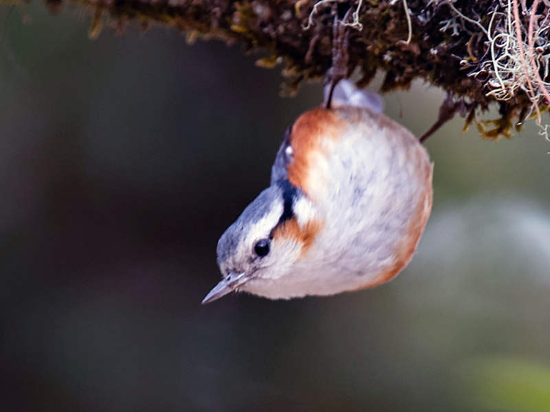 White-browed Nuthatch - eBird