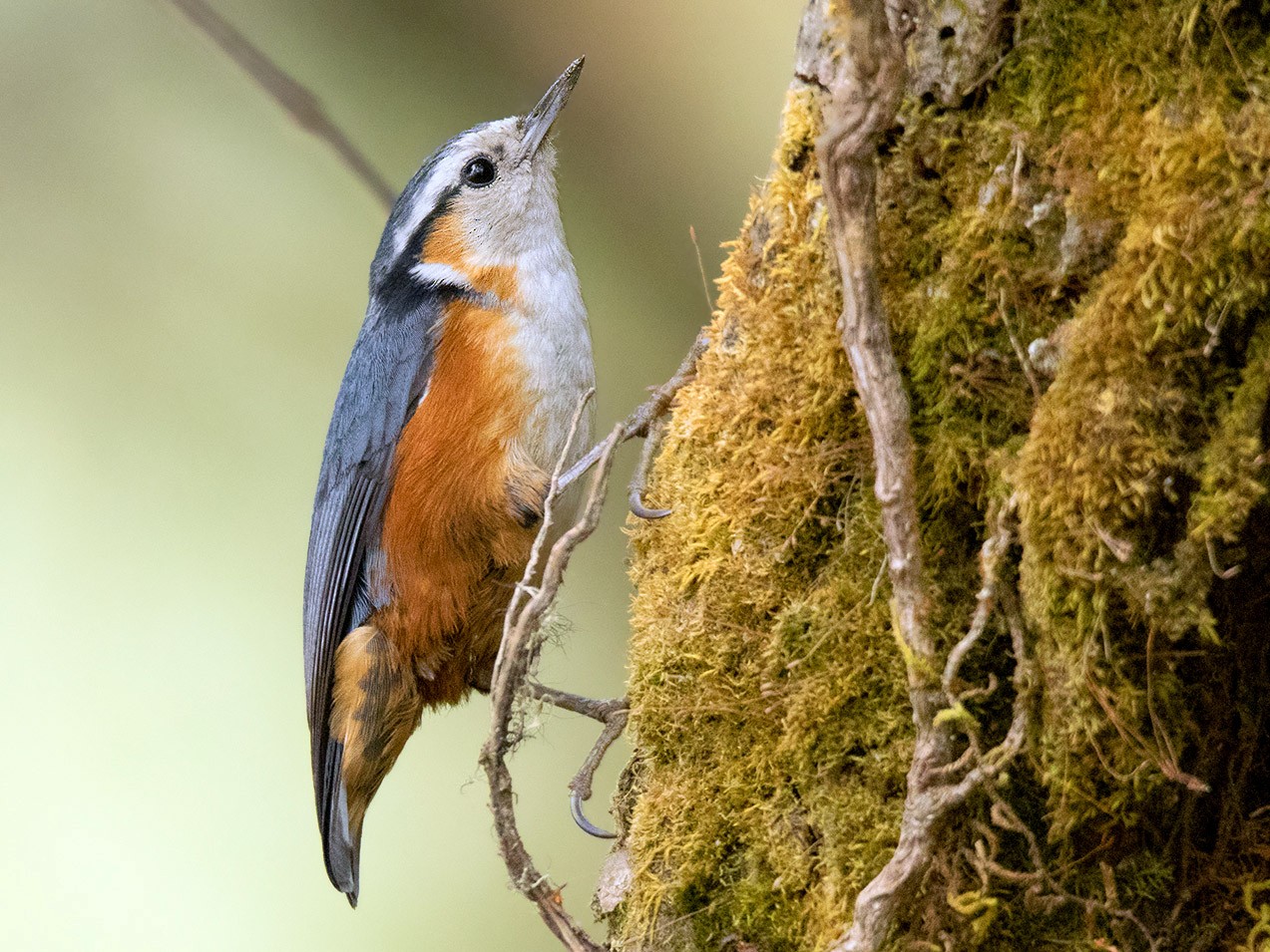White-browed Nuthatch - eBird