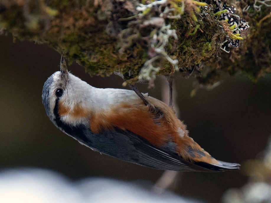 White-browed Nuthatch - eBird